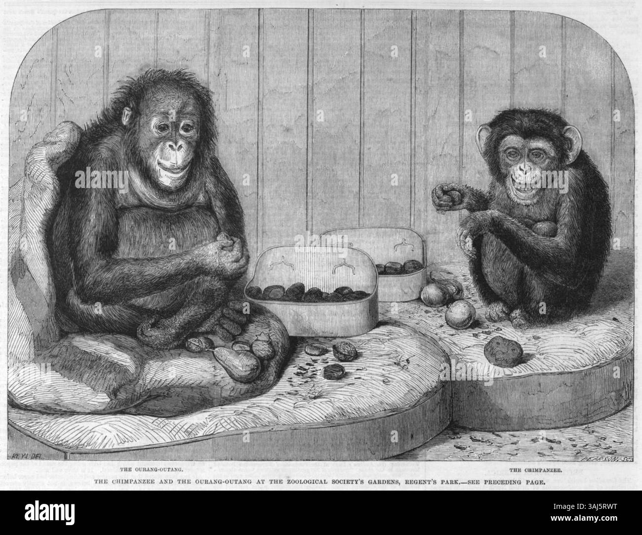 Illustration of the Chimpanzee and the Ourang-Outang displayed at the ...