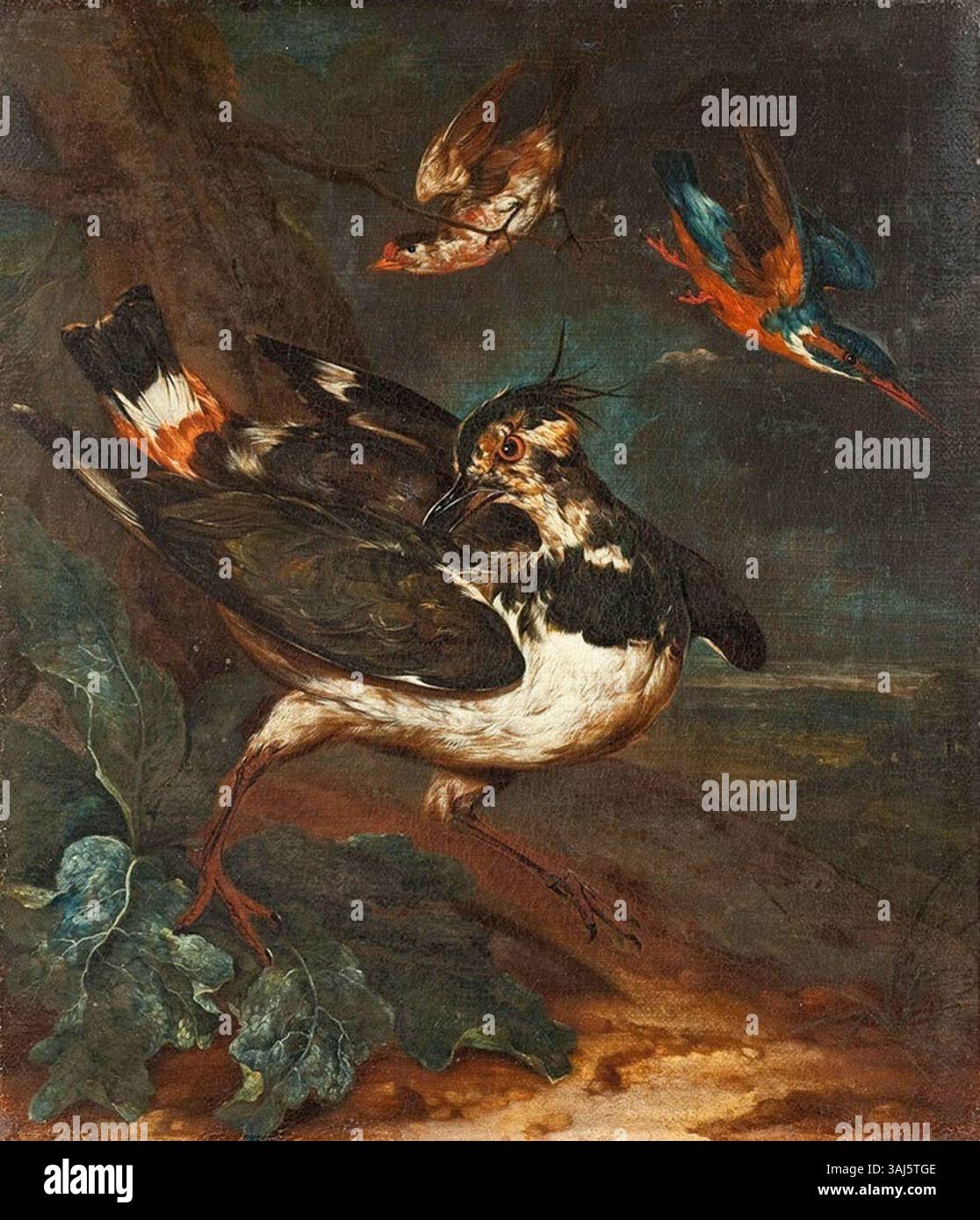 This 1700 painting by Philipp Ferdinand de Hamilton depicts a plover ...