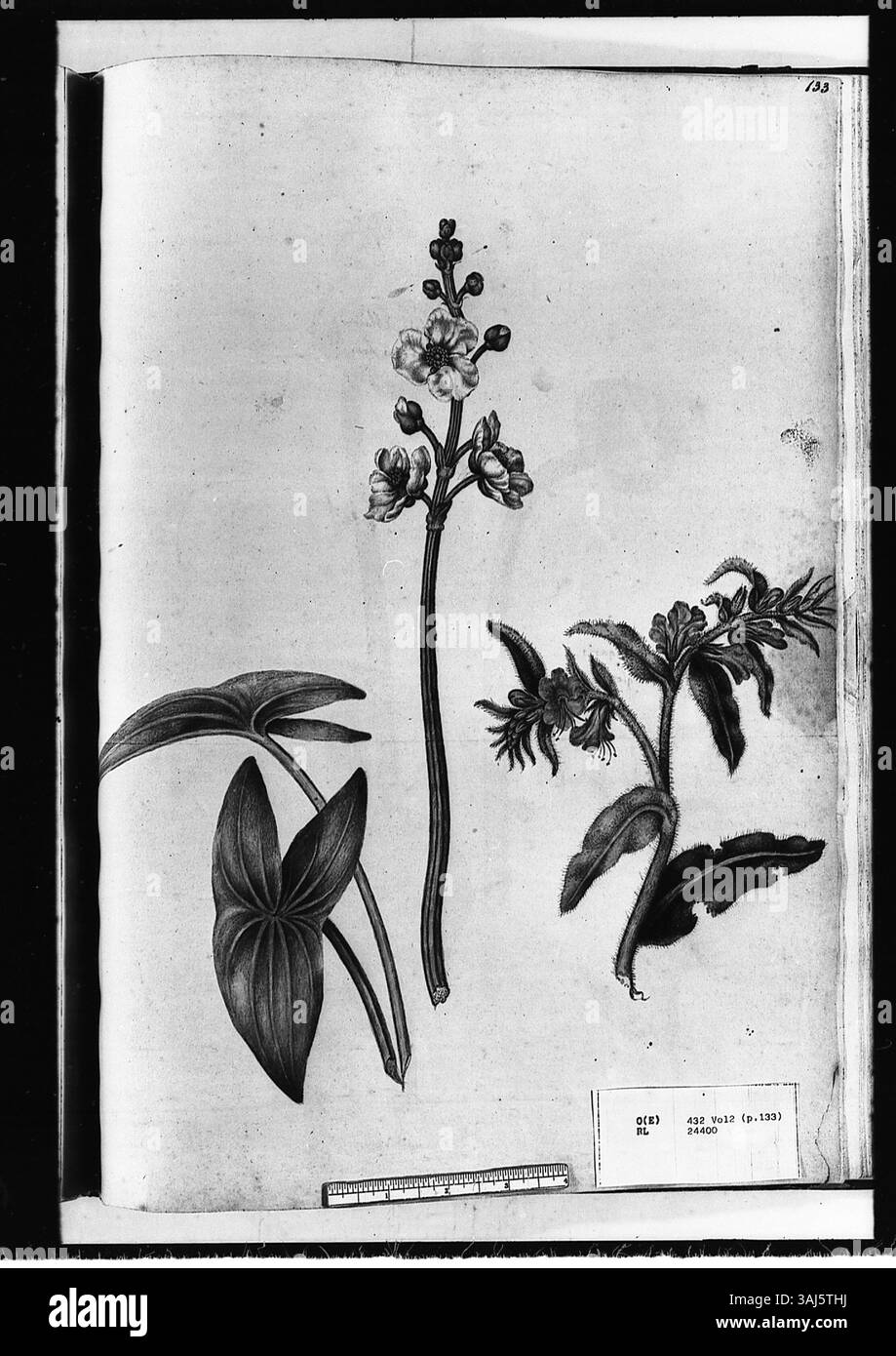 Bugloss Black and White Stock Photos & Images - Alamy