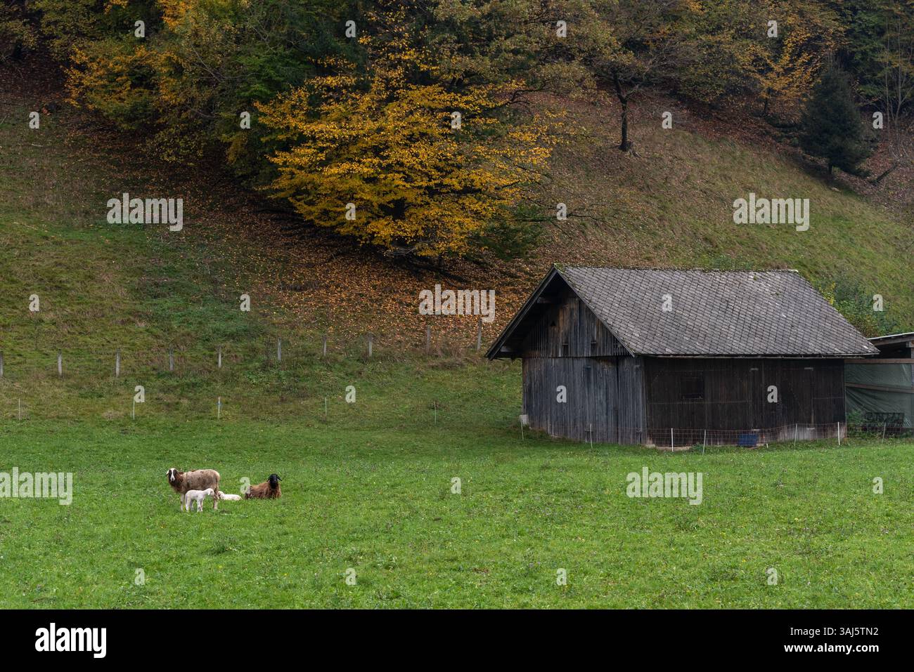 Cattle grazing peacefully in vibrant hi-res stock photography and ...