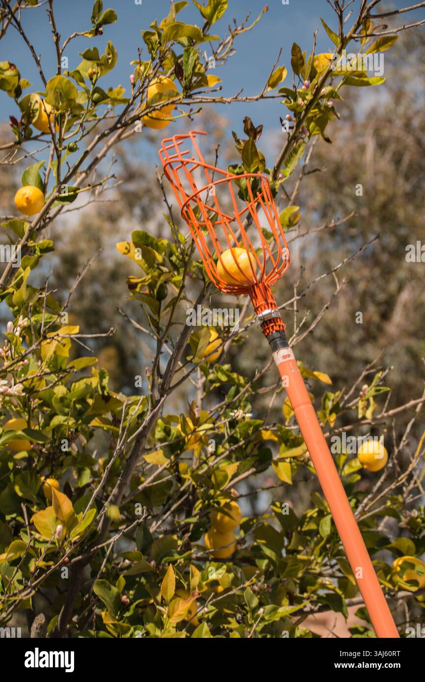 A fruit picking tool to reach lemons high in the tree Stock Photo - Alamy