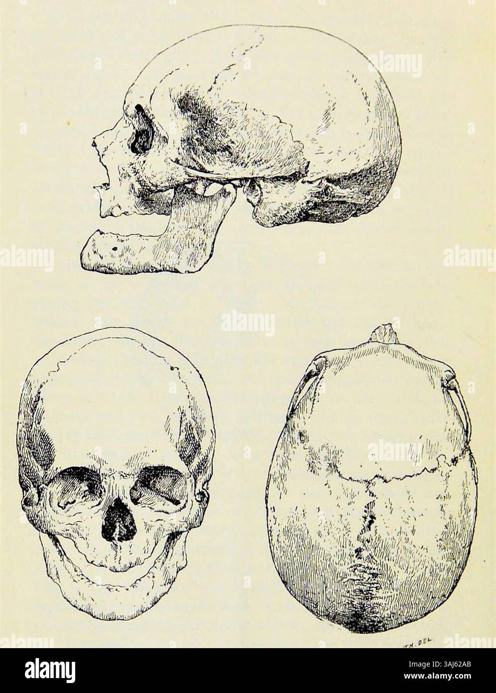 This is a depiction of the skull of Sir Thomas Browne, drawn by Charles ...