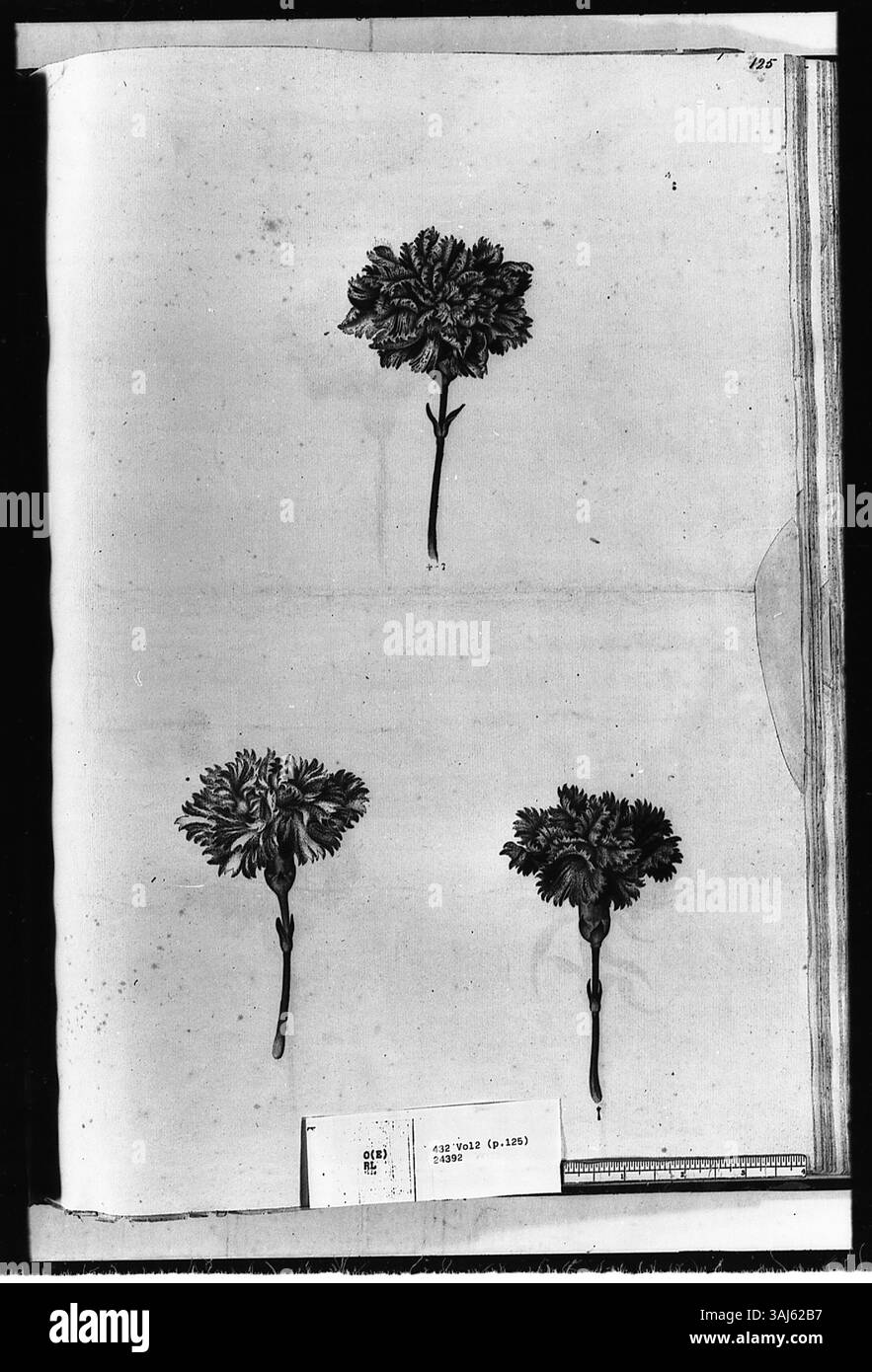 Watercolor by Alexander Marshal depicting three carnations: Blue ...