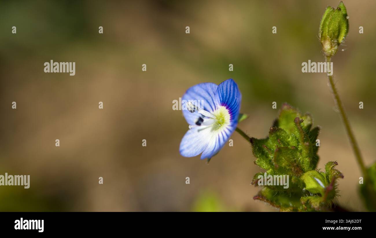 Veronica , speedwell, small blue flower in the forest, macro Stock ...