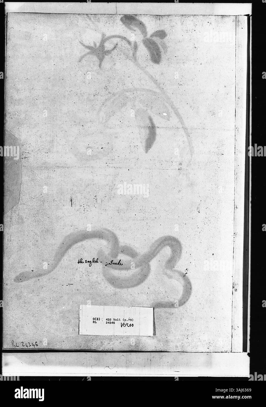 Insects interaction Black and White Stock Photos & Images - Alamy