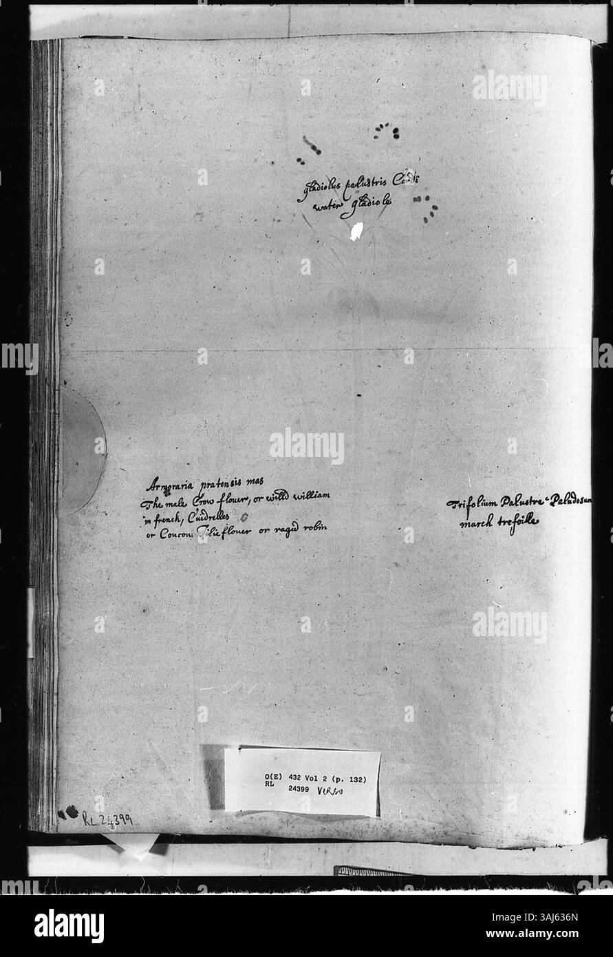 This watercolor by Alexander Marshal illustrates three plants: Wild ...