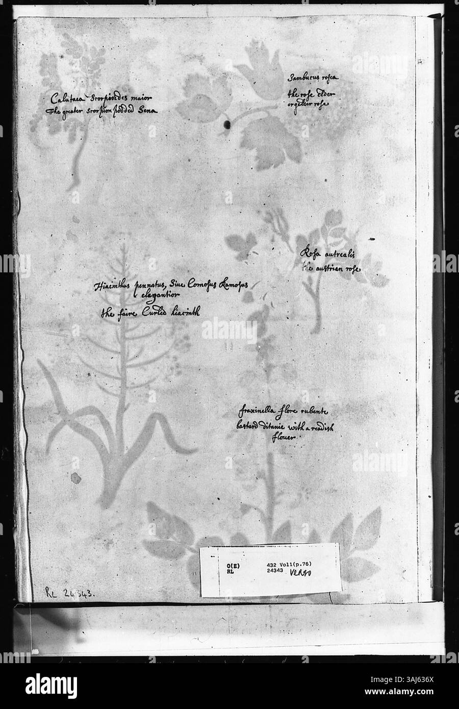 Scorpion senna Black and White Stock Photos & Images - Alamy