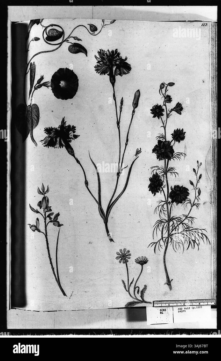 Broom plants Black and White Stock Photos & Images - Alamy