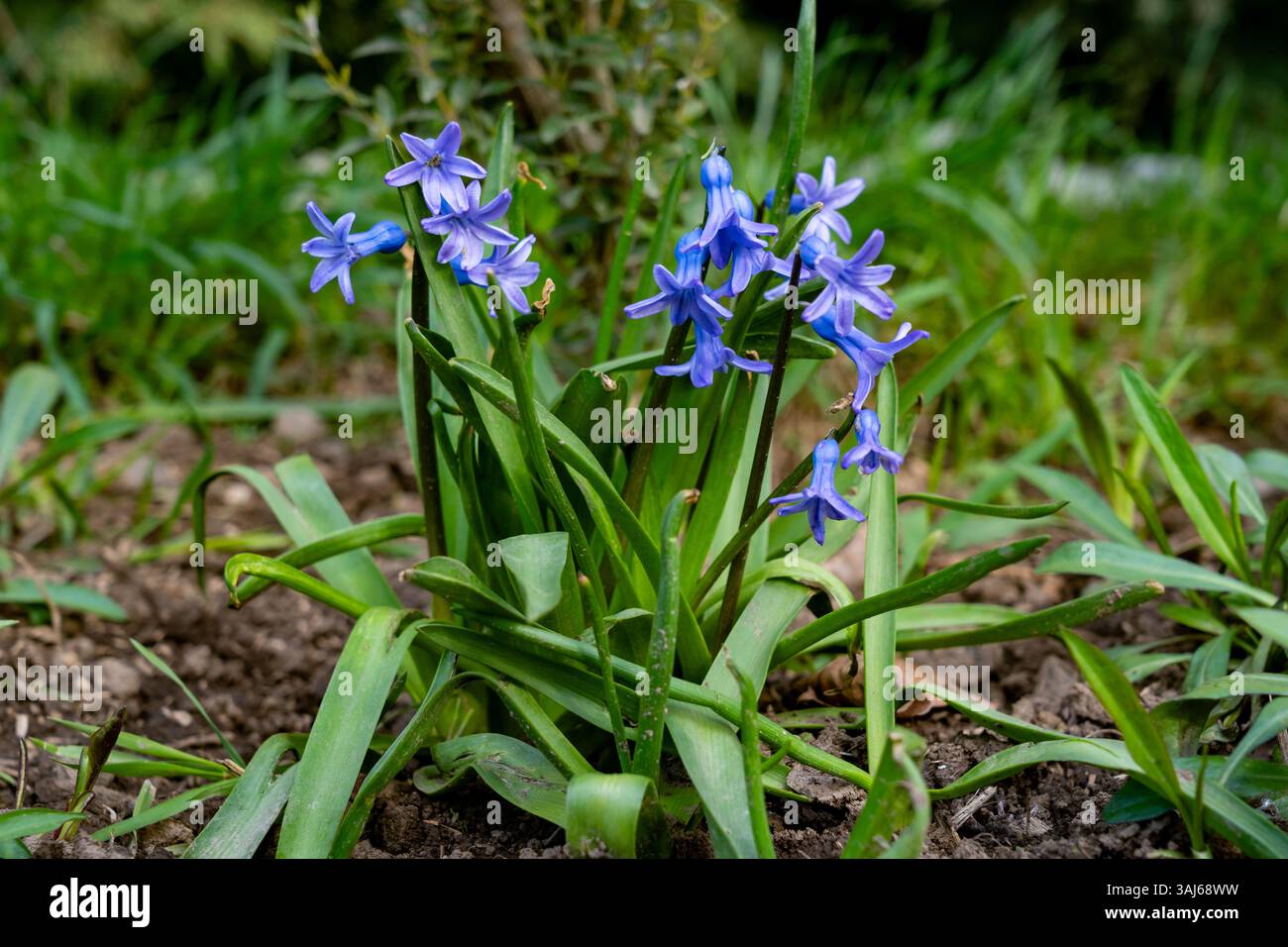 A cluster of vibrant blue flowers blossoms among lush green grass. The ...