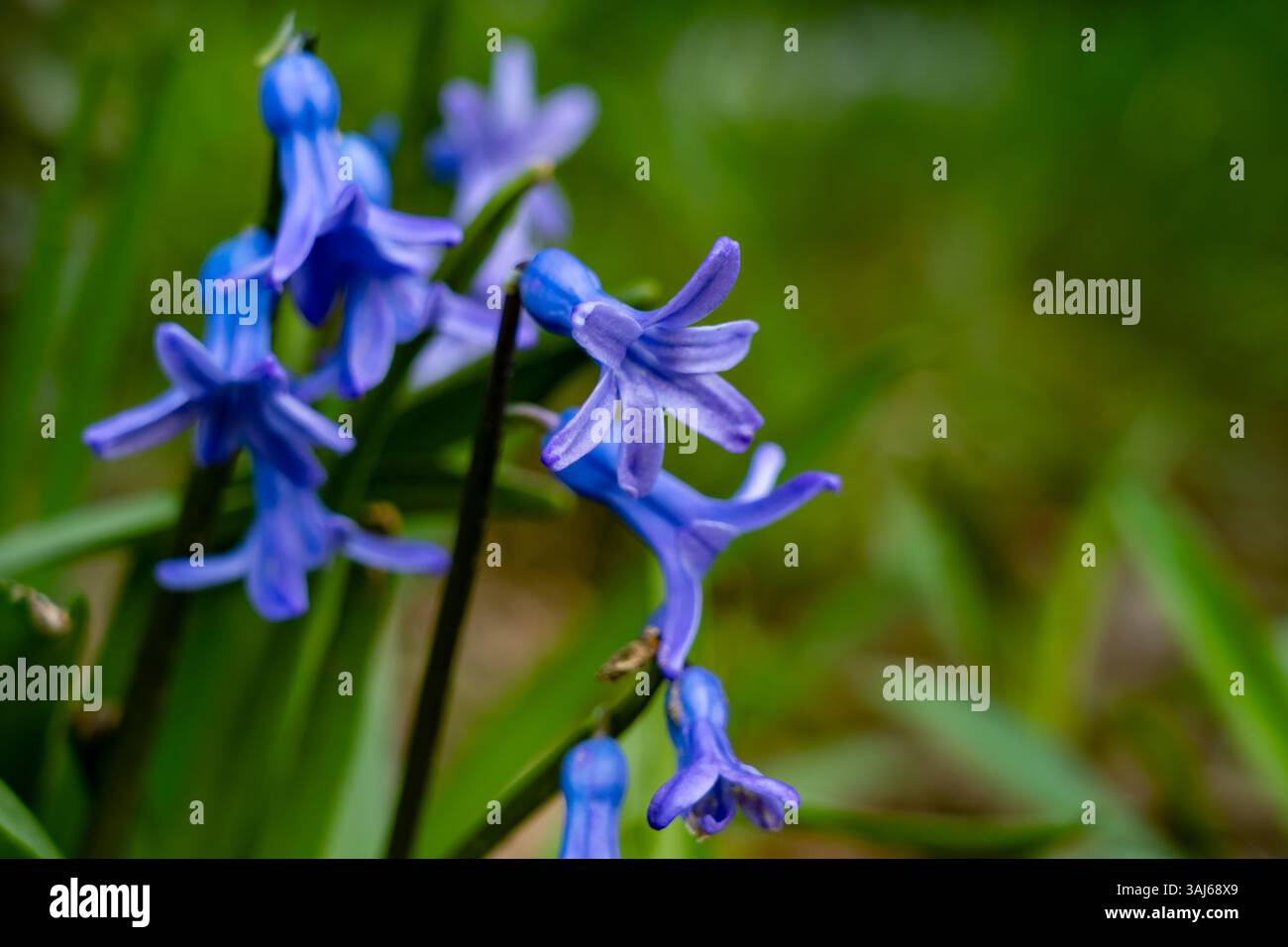 Delicate flowering plants emerge hi-res stock photography and images ...
