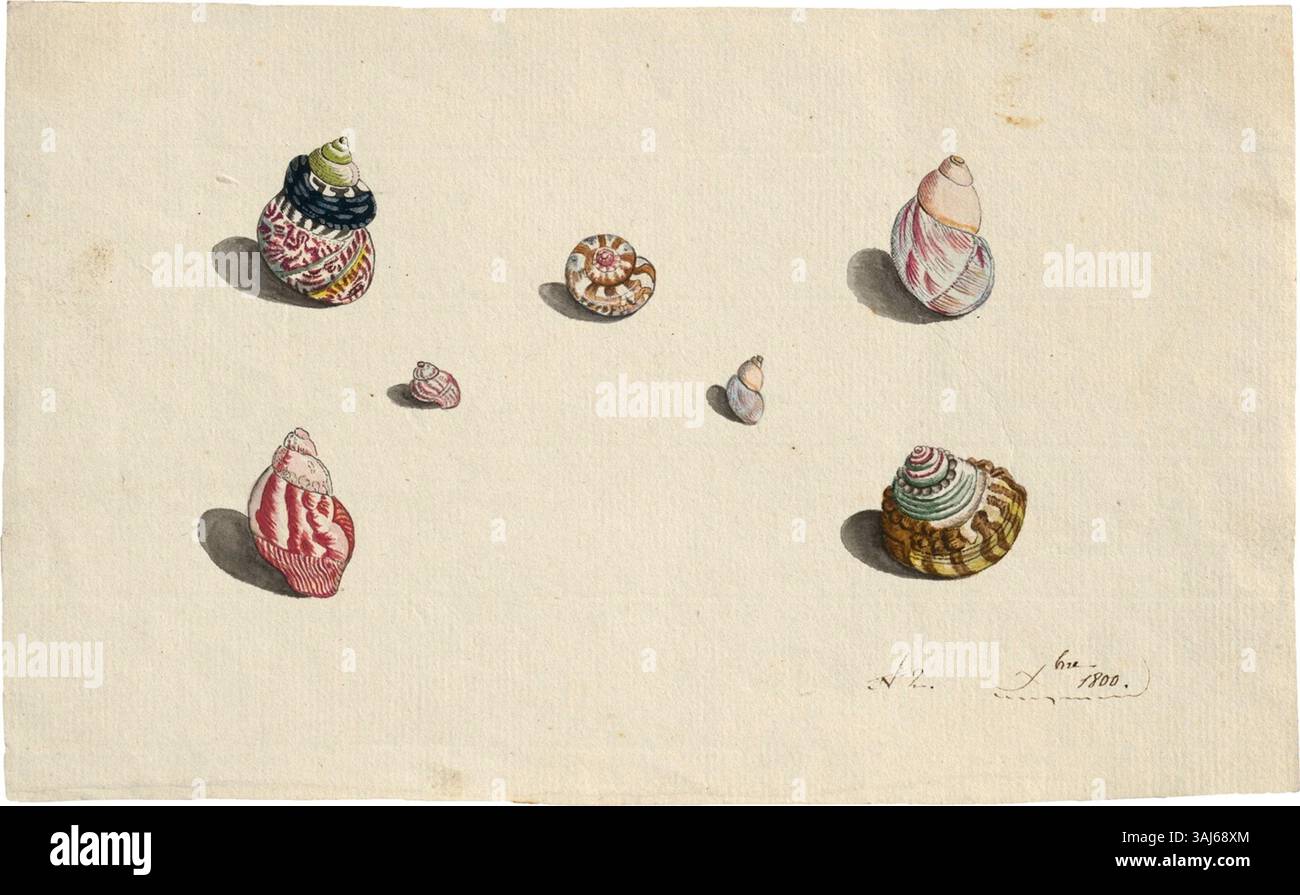 In this 1700 watercolor and ink study by Johann Rudolf Schellenberg ...