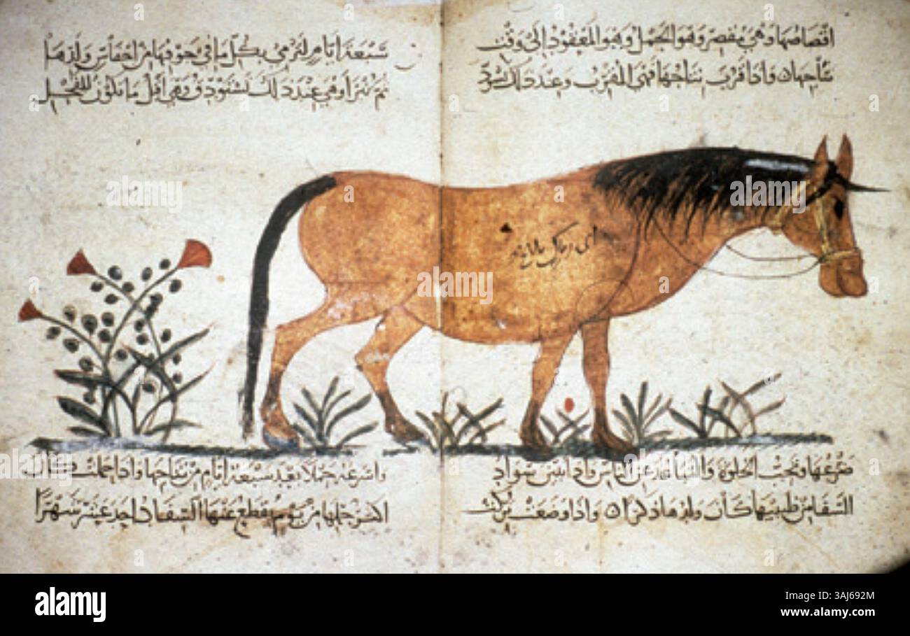 The artwork 'Ibn al-Anaf, Kitb al-Bayara, Baghdad' from 1210CE features ...