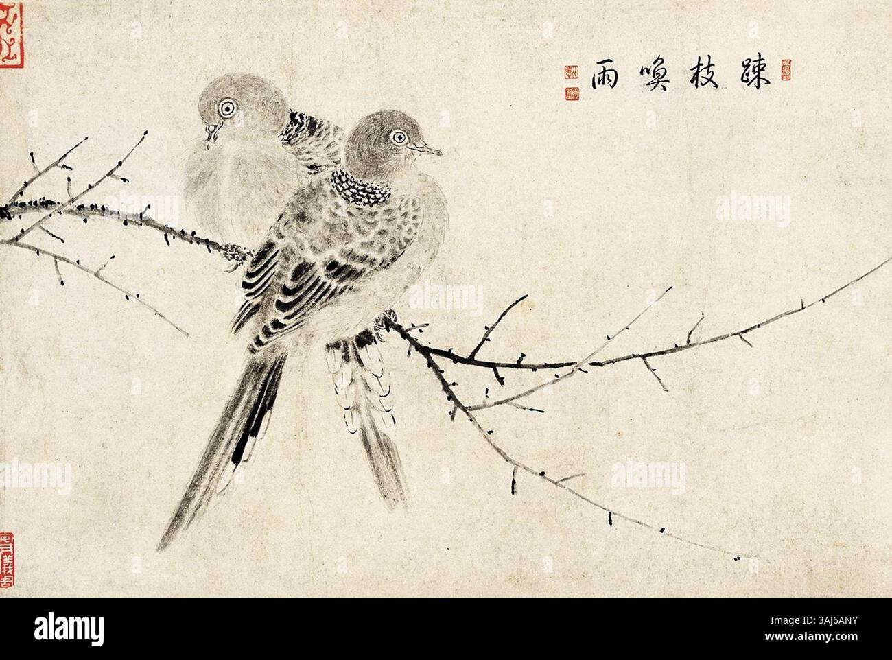 Chinese collared dove hi-res stock photography and images - Alamy