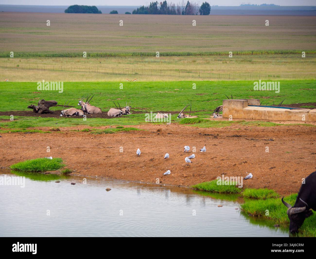Rhinos and Buffalos at Alzu Petroport waterhole, Rietkuil, South Africa ...