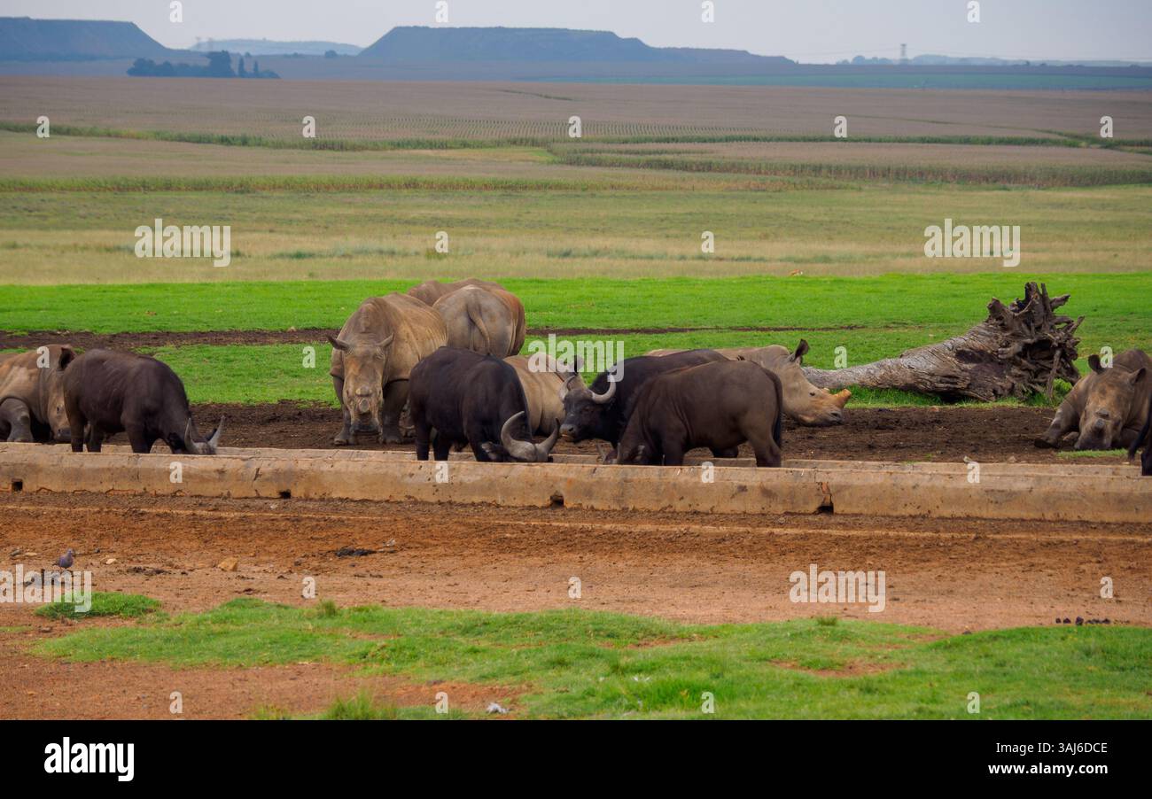 Rhinos and Buffalos at Alzu Petroport waterhole, Rietkuil, South Africa ...