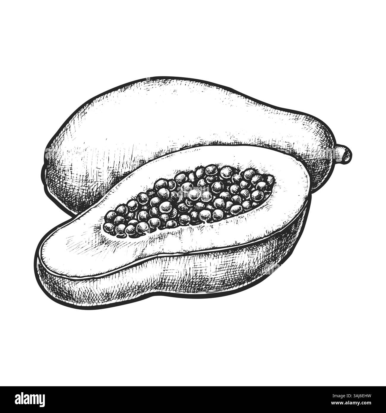 Sliced papaya fruit sketch. Vector pawpaw with seeds. Realistic hand ...