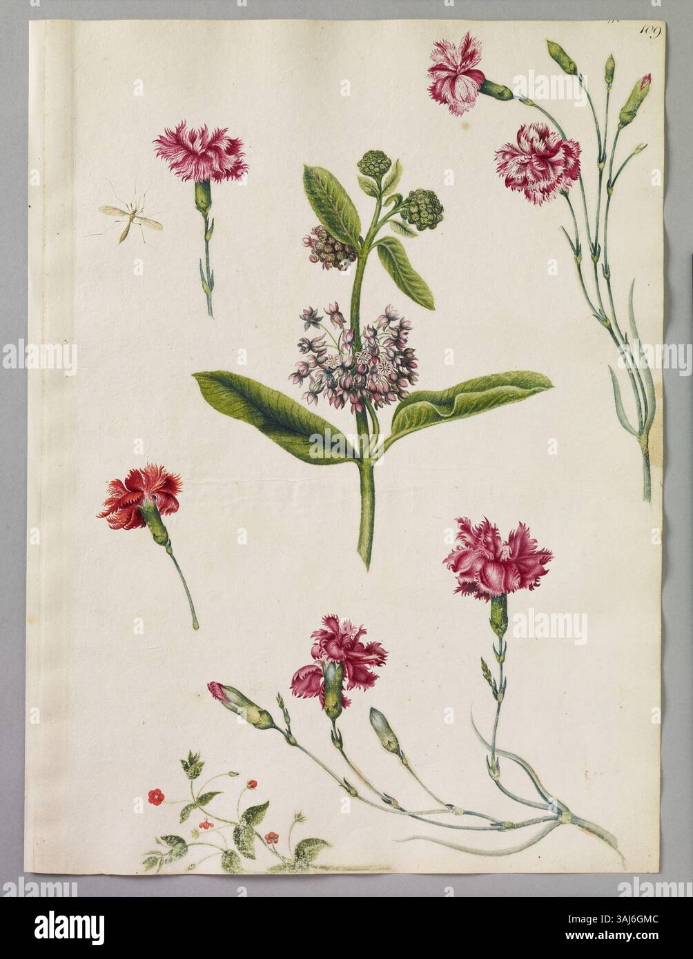 Detailed botanical drawings of carnations hi-res stock photography and ...