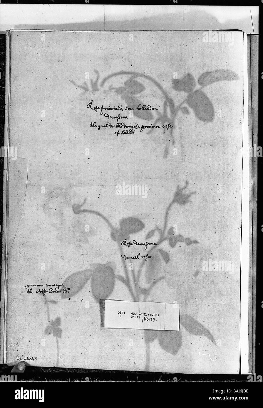 Double flower rose Black and White Stock Photos & Images - Alamy