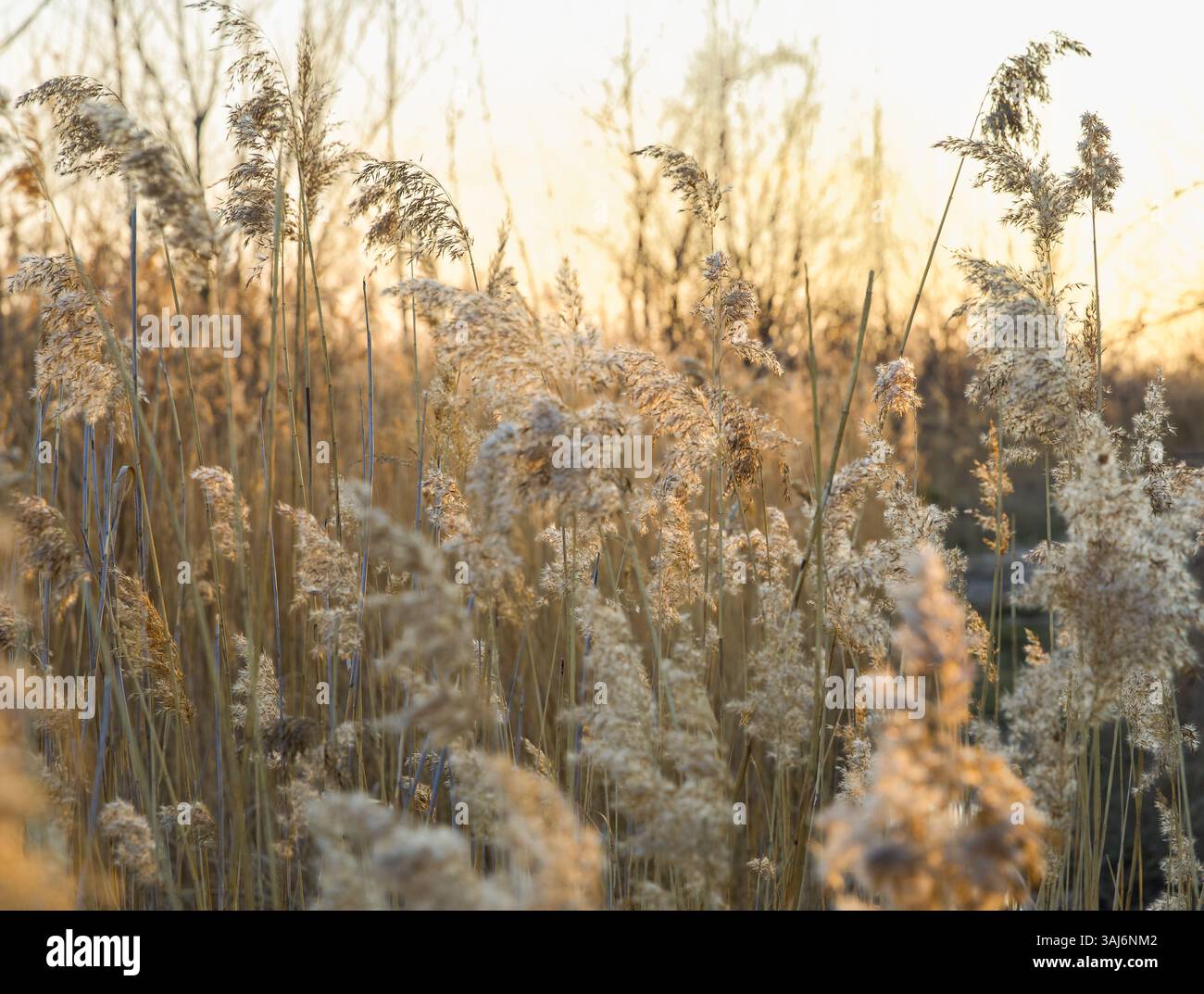 golden reeds in the morning glow Stock Photo - Alamy
