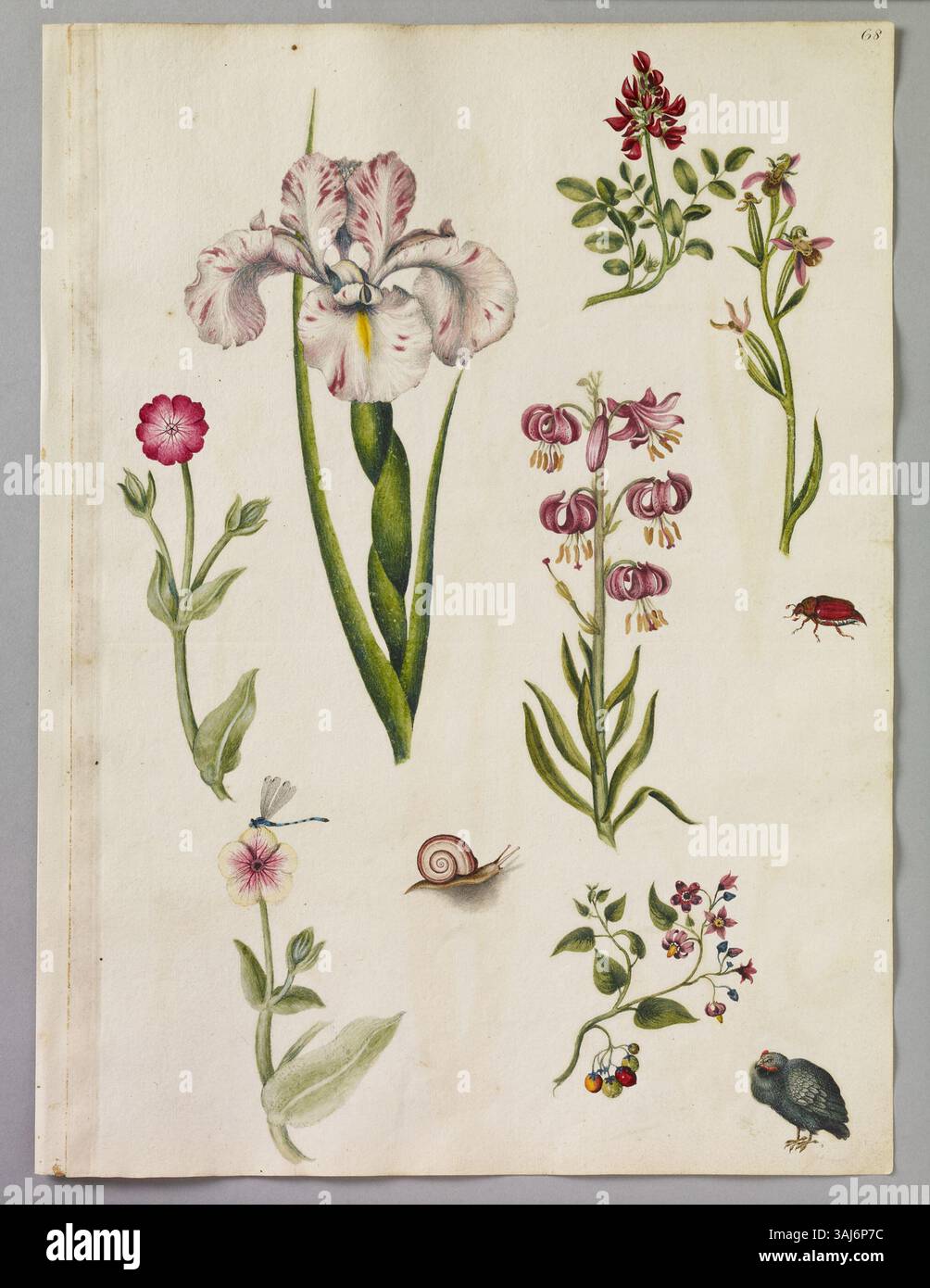 Watercolor by Alexander Marshal showing a snail, beetle, Guinea Hen in ...
