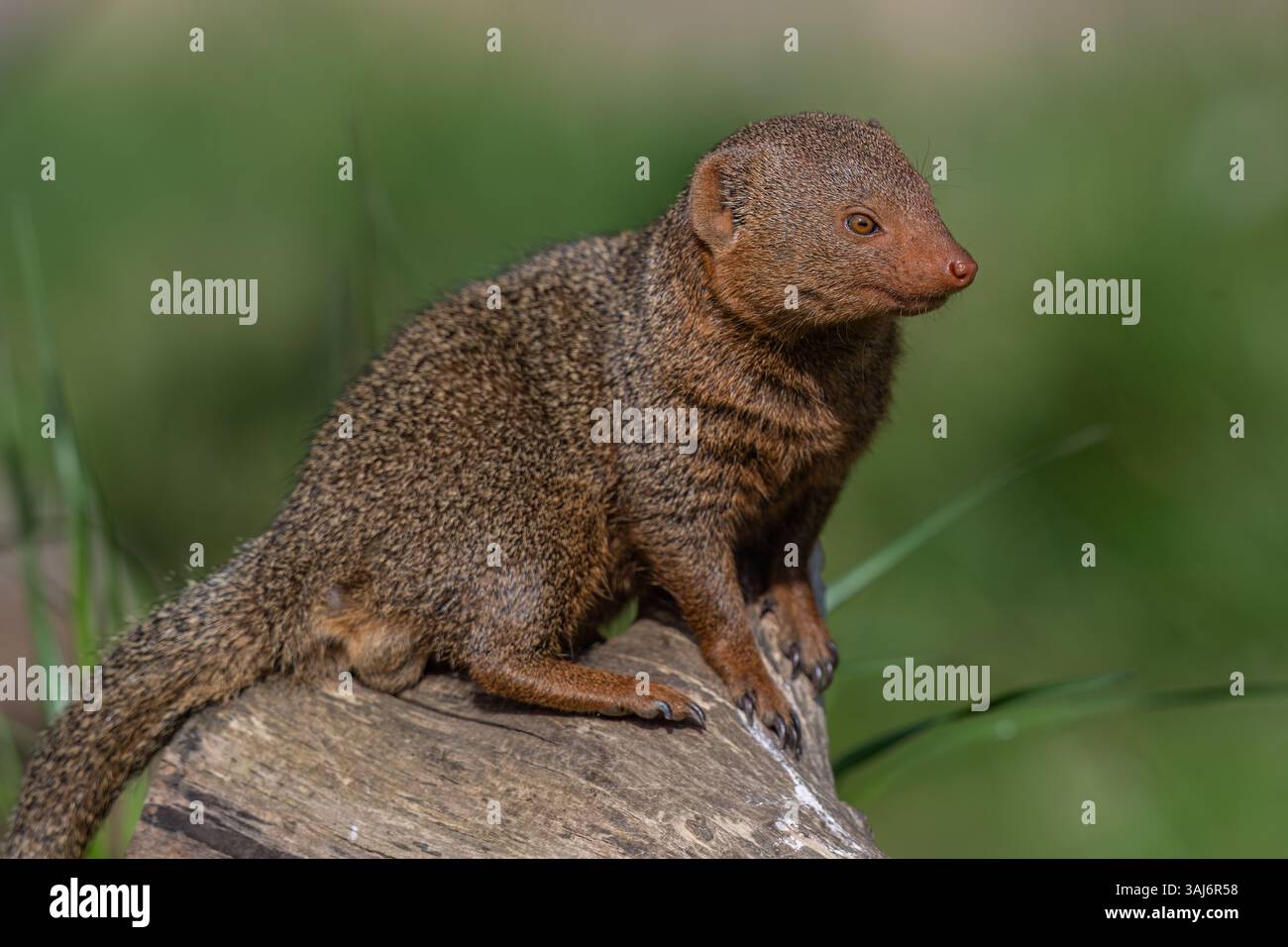 East african dwarf hi-res stock photography and images - Alamy