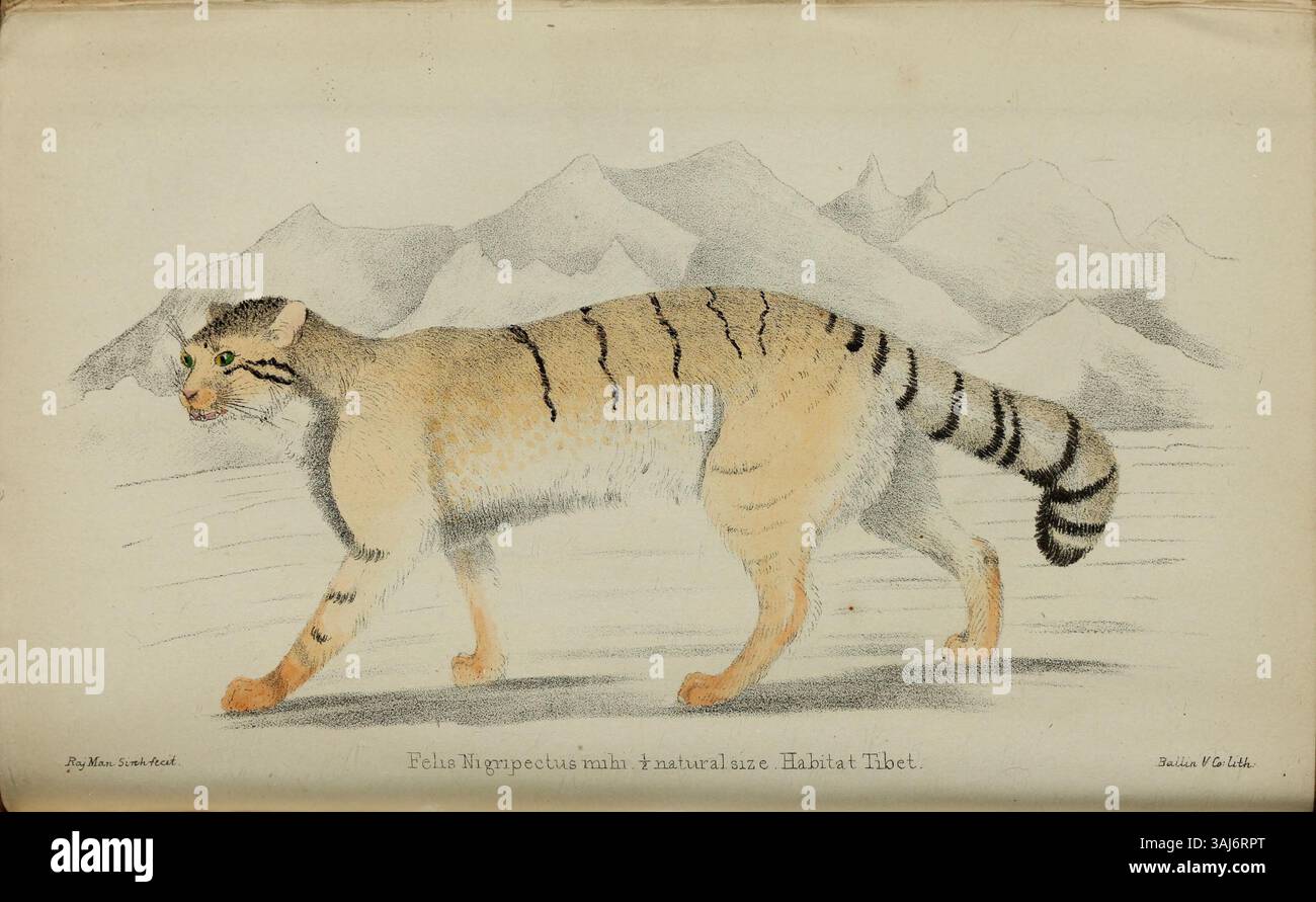 The illustration by Raj Man Singh, created in 1842, depicts the rare ...