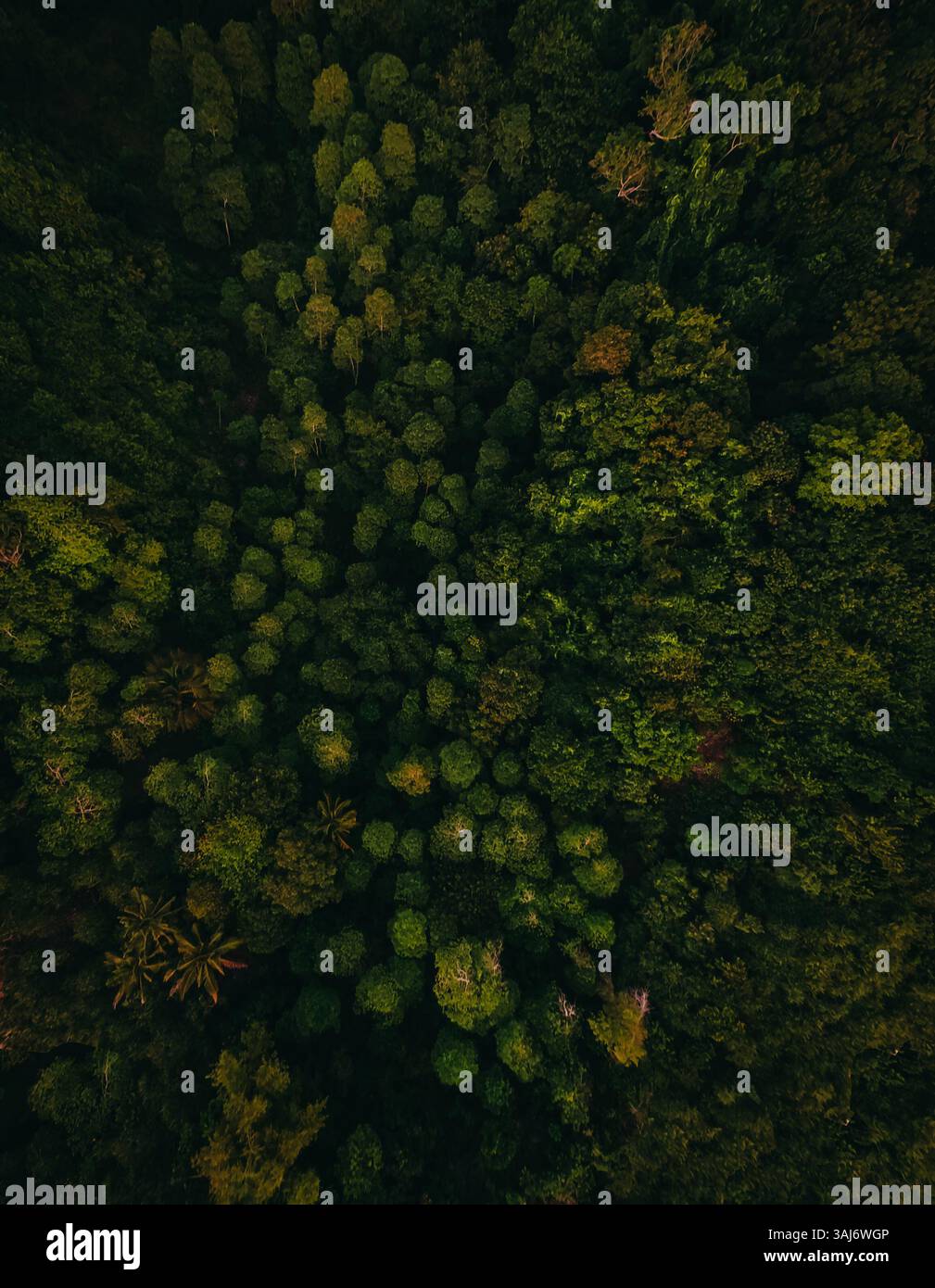 A breathtaking drone-captured aerial view of a vibrant, dense forest canopy, highlighting the ...