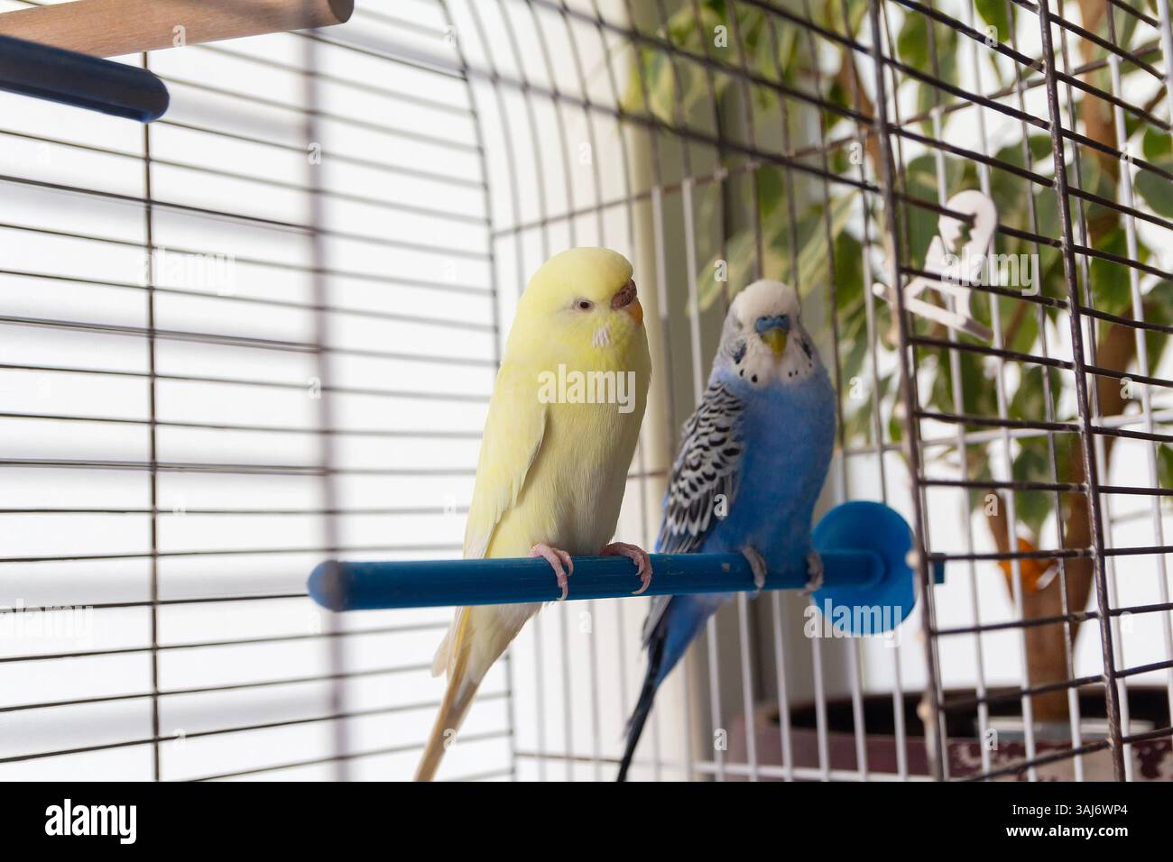 Two beautiful budgies in cage hi-res stock photography and images - Alamy