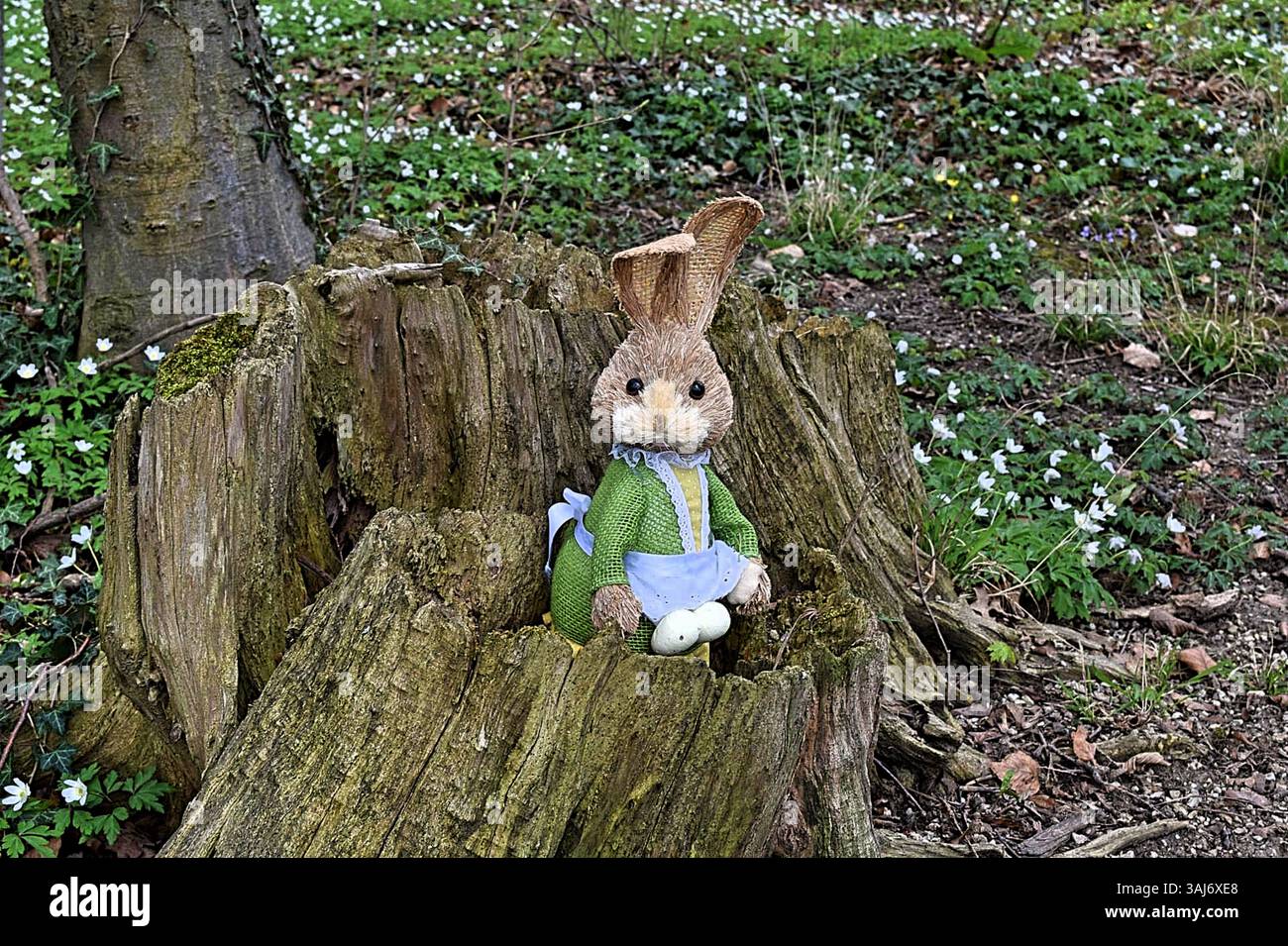 Easter bunny in the forest Stock Photo - Alamy