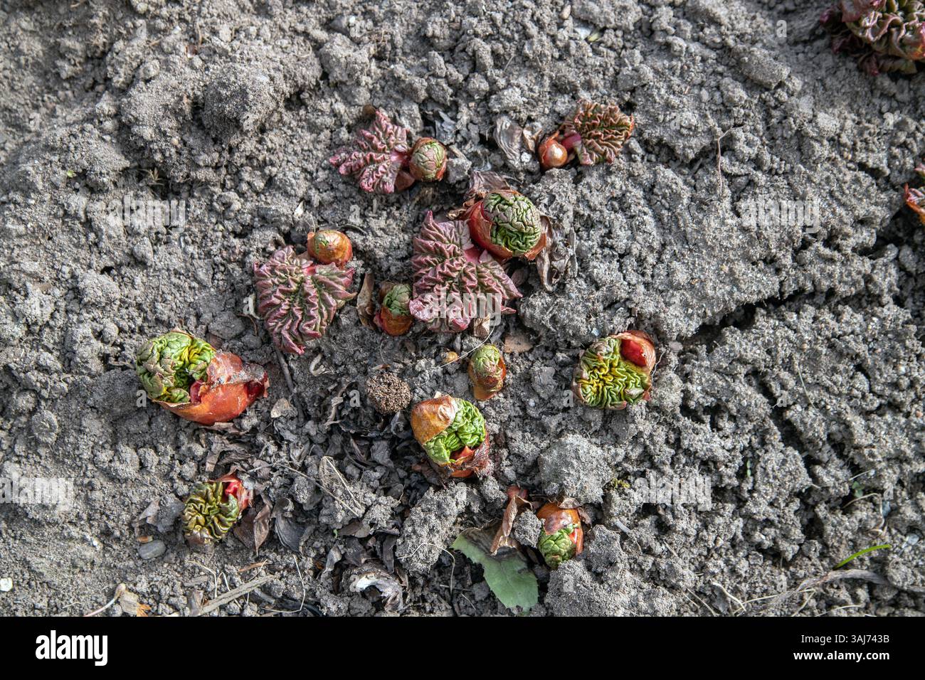 Rhubarb plant with red bud in the vegetable garden, early spring Stock ...