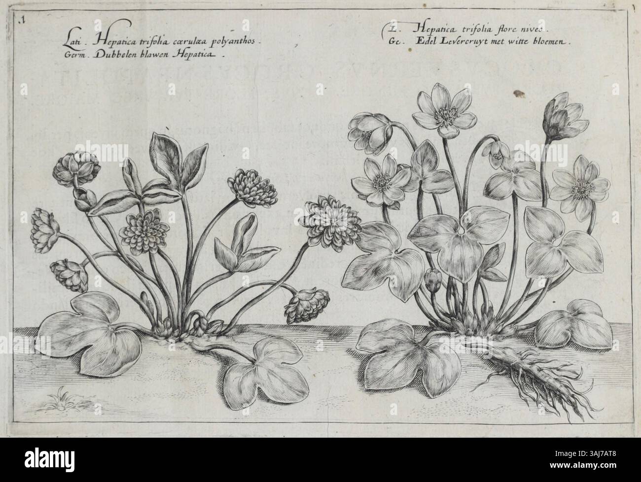 A botanical illustration from the 17th century, depicting various ...