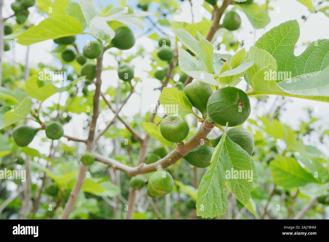 Fig growing macro hi-res stock photography and images - Alamy