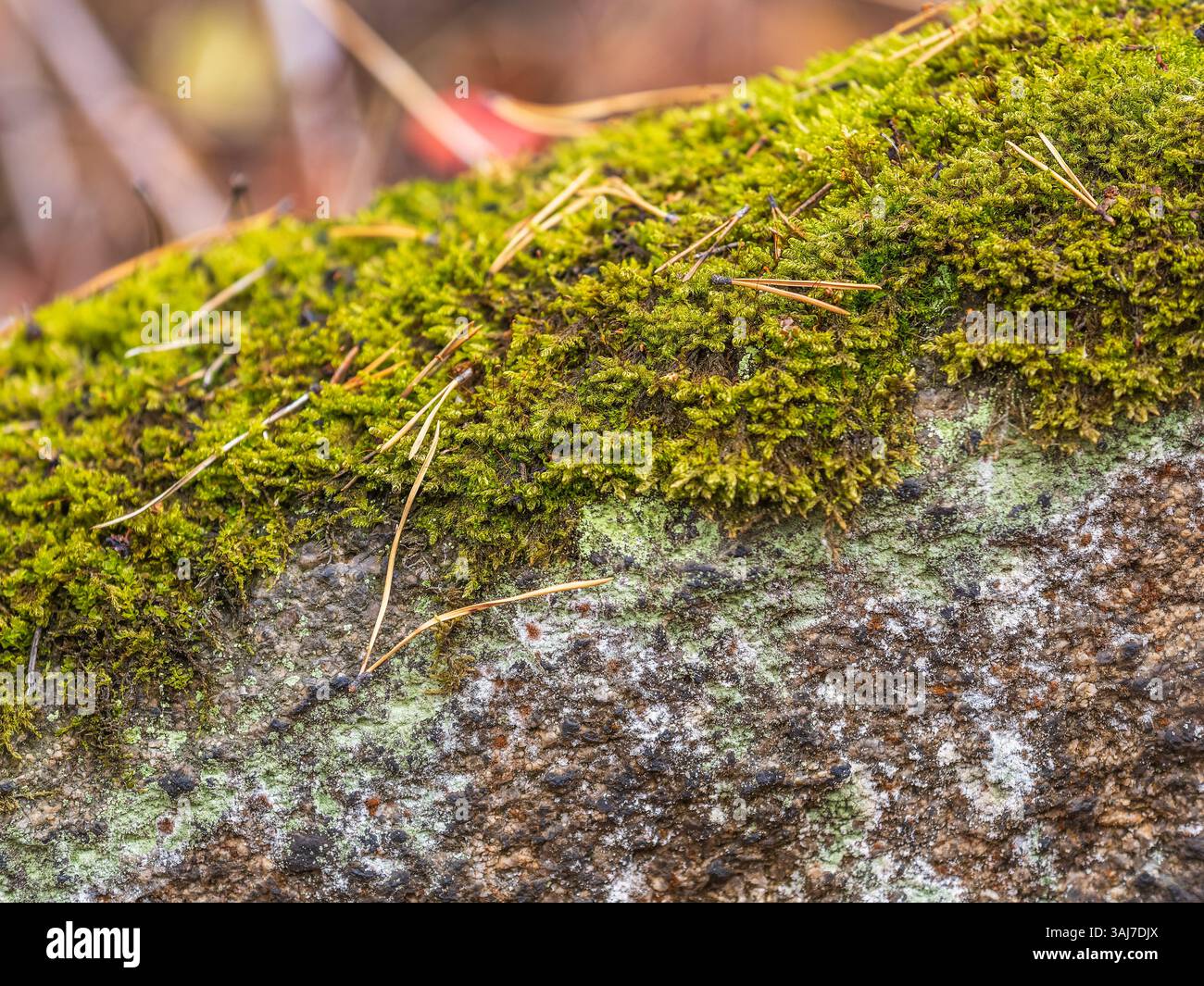 Soft thick moss in the forest is lit by the sun. Soft moss carpet ...
