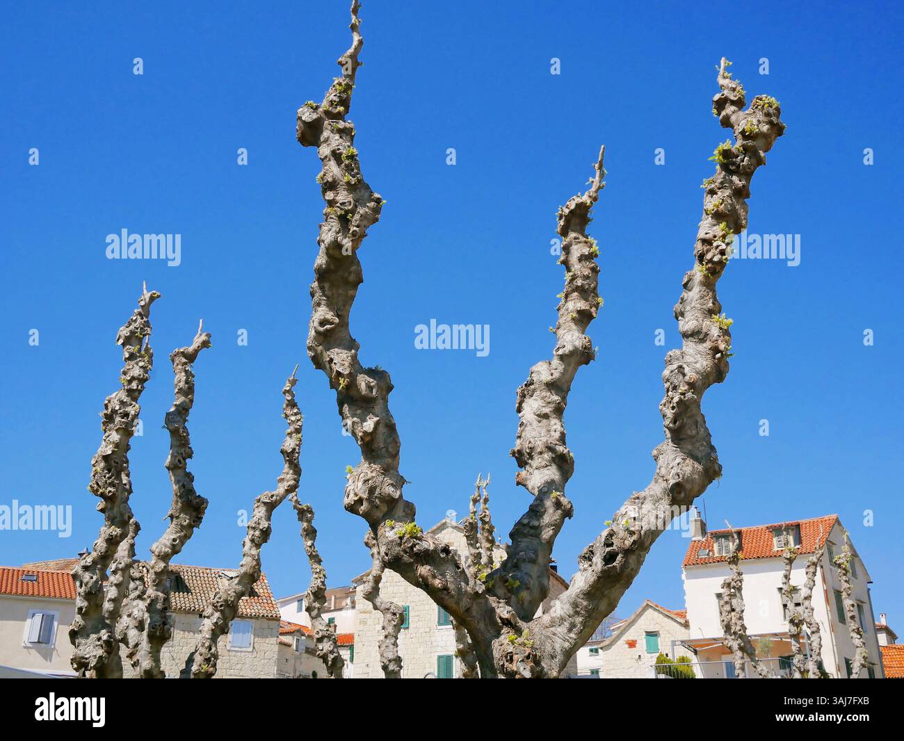 Trimmed tree branches. Crown formation in spring, health pruning Stock ...
