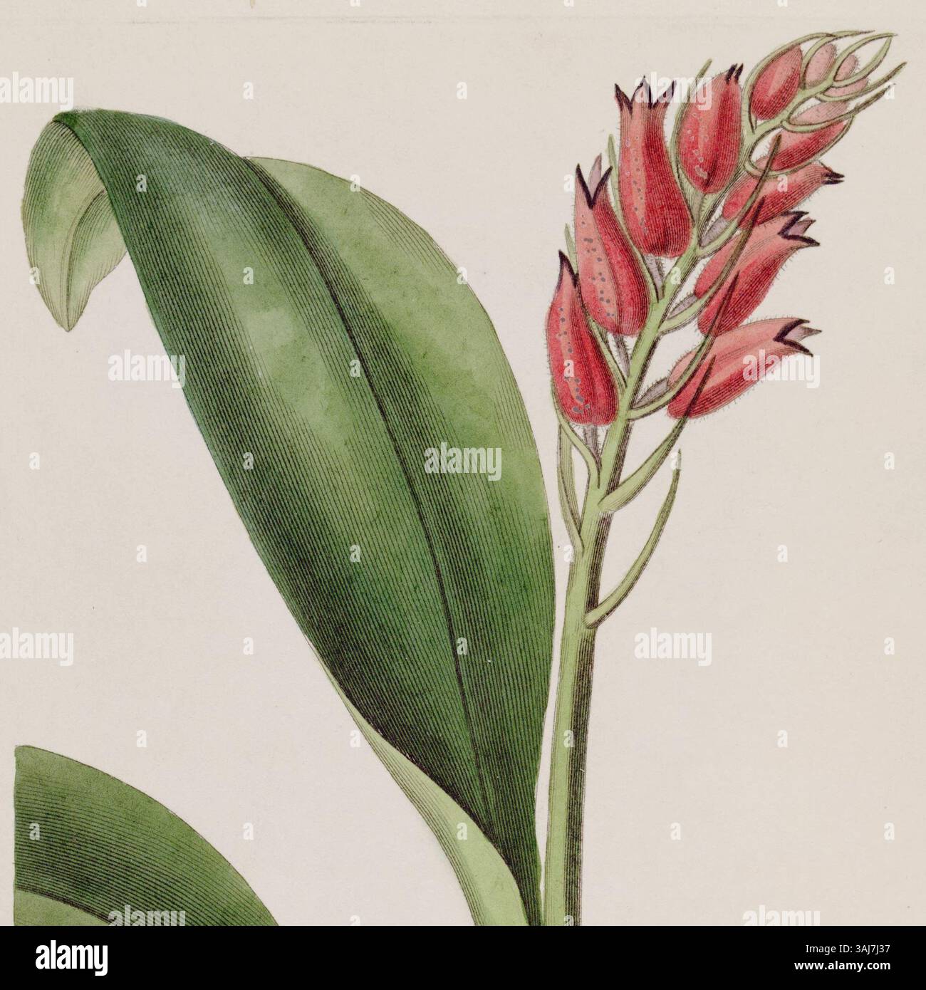 This 1838 illustration by Miss Drake and J. Watts depicts the orchid ...