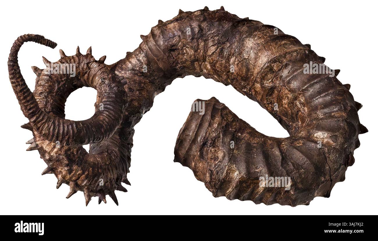 Aberrant Ammonite, Didymoceras cheyennsce, Cretaceous, South Dakota ...