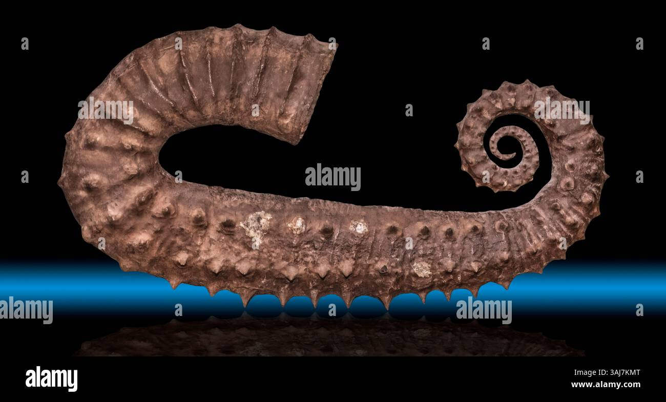 Aberrant Amonite Fossil, Morocco Aberrant ammonite fossils from Morocco ...