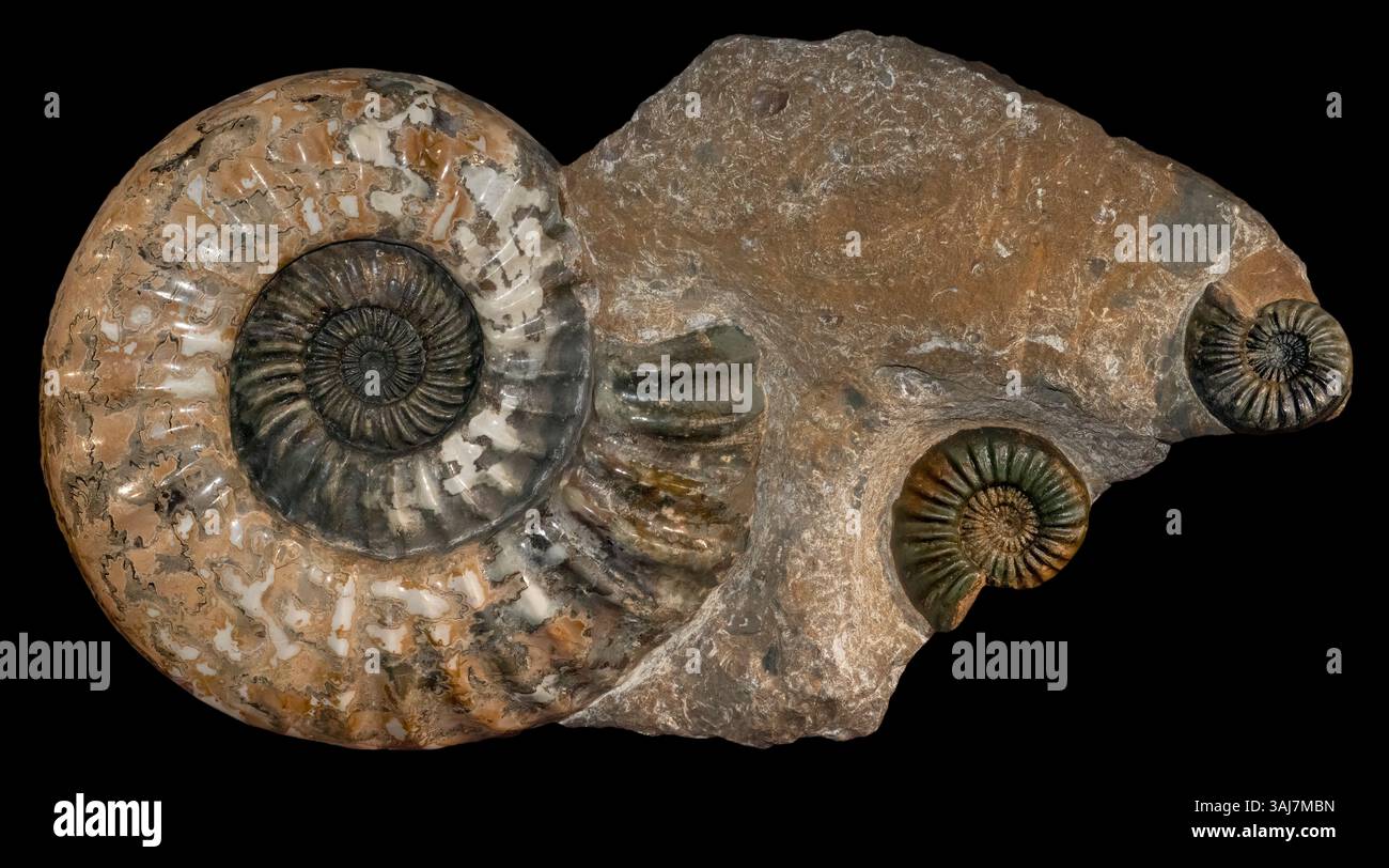 Ammonites, Aegasteroceras sagittarium, North Lincolnshire, England ...