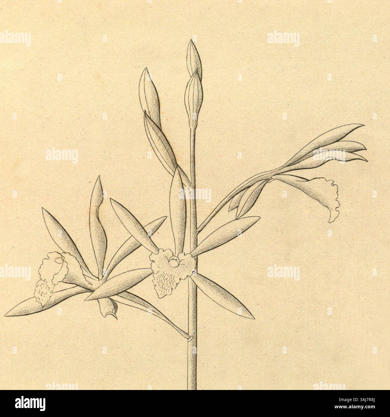 This 1858 illustration by Heinrich Gustav Reichenbach features the ...