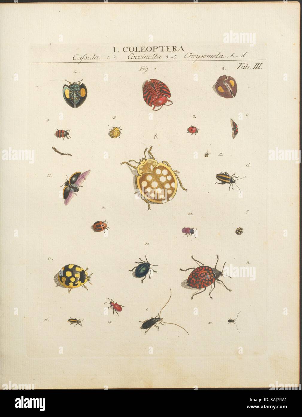 The engraving 'Tafel 03' by Johann Rudolph Schellenberg from 1776 ...
