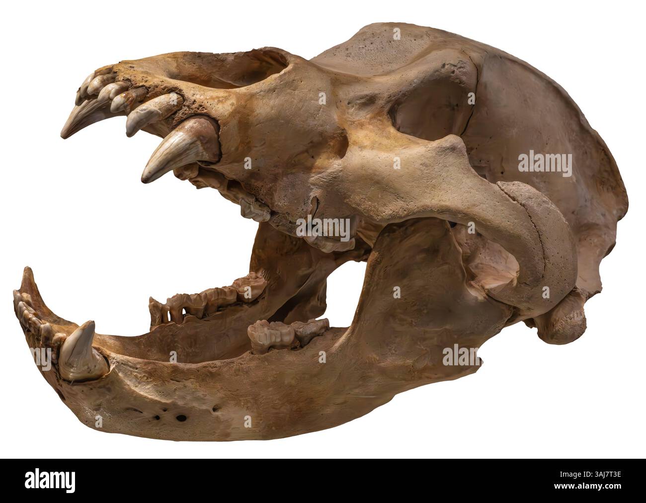 Features of the skull Cut Out Stock Images & Pictures - Alamy