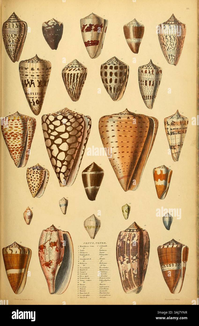 An illustration of Conus species, focusing on their shell structures ...