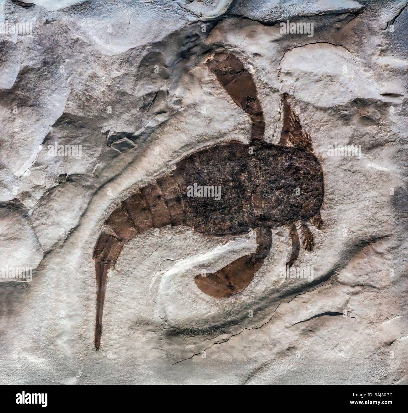 Fossil eurypterus remipes hi-res stock photography and images - Alamy