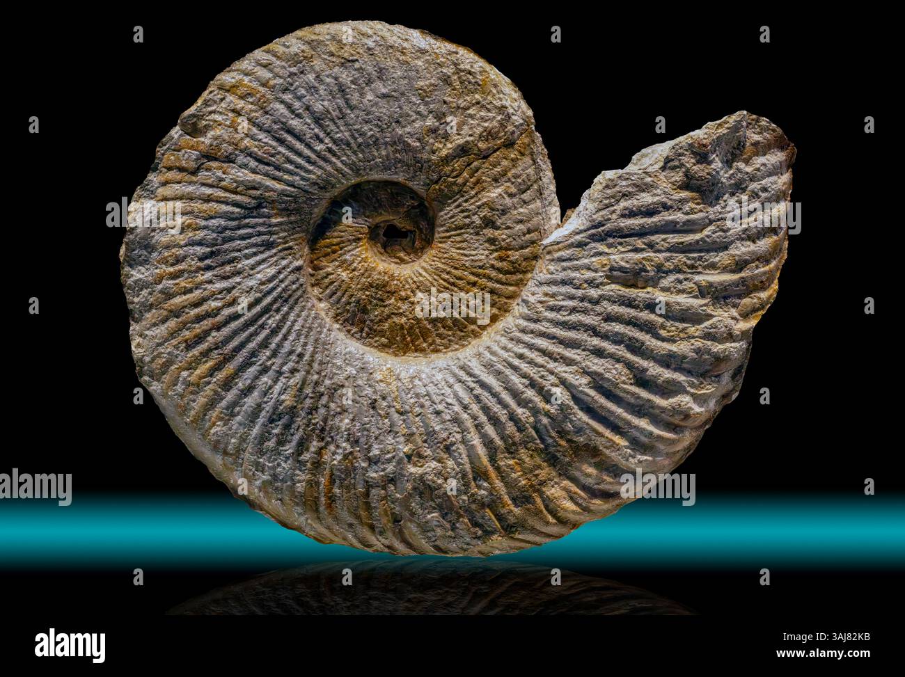 Fossil Ammonite, Oxytropidoceras, Cretaceous, Fort Worth, Texas Stock ...