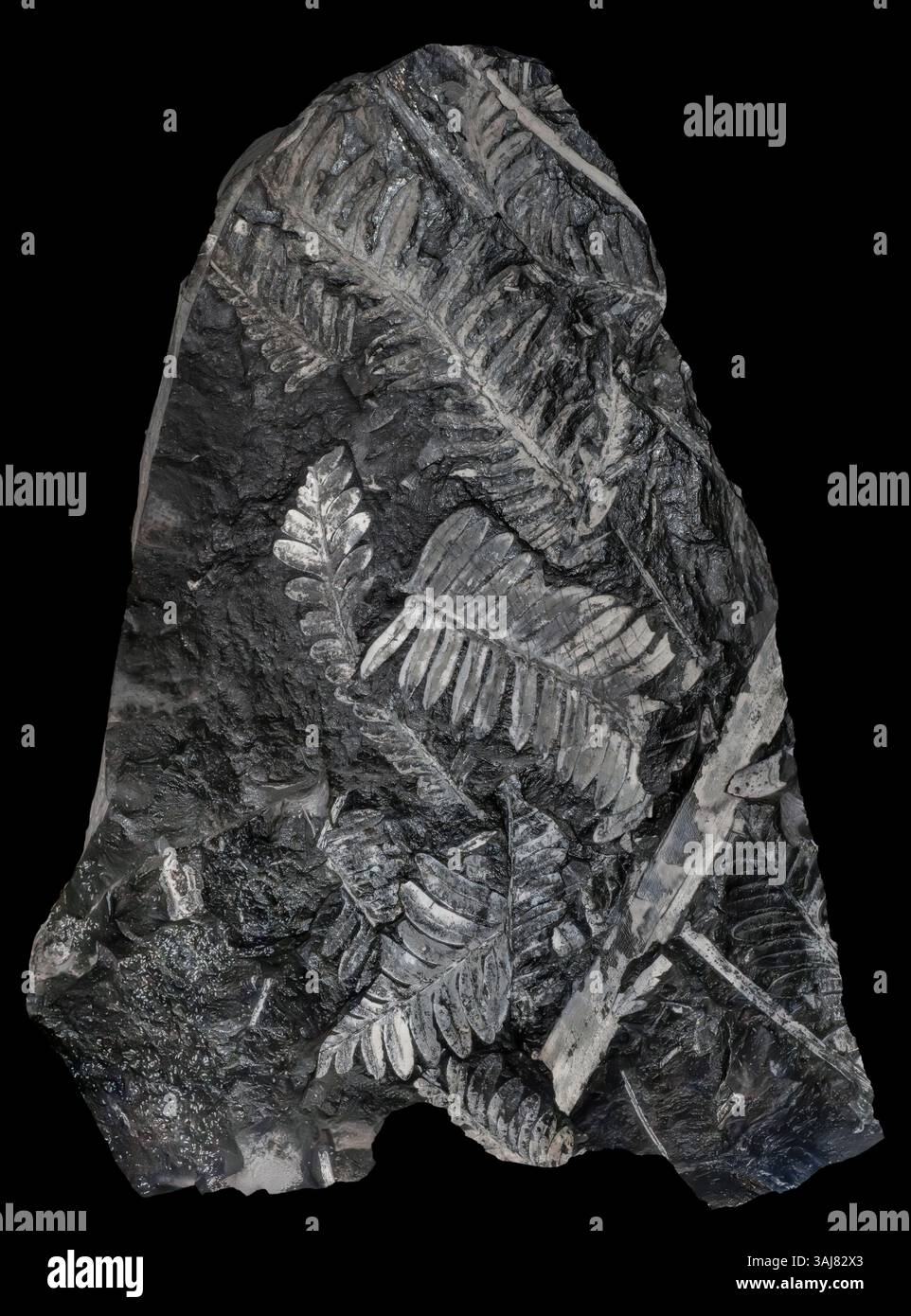 Fossil Ferns, St. Clair, PA Neuropter ovata, Pecopteris and Cordaites ...