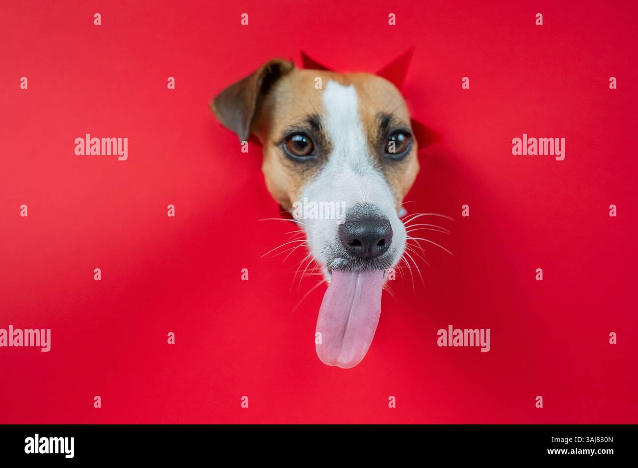 Funny dog licks his nose. Jack Russell Terrier head sticking out ...