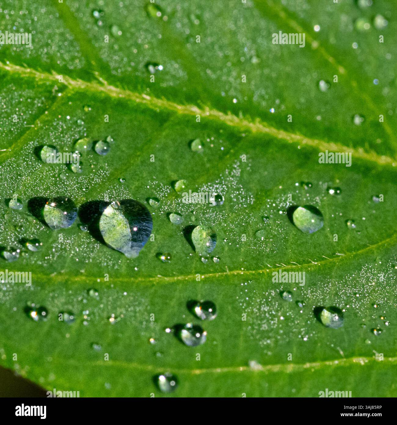 Detail on surface texture hi-res stock photography and images - Alamy