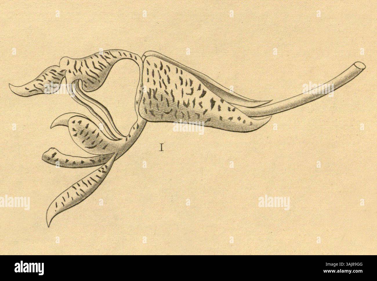 Illustration by Heinrich Gustav Reichenbach from 1874, showing various ...