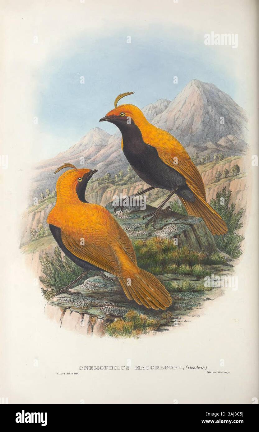 William Matthew Hart's lithograph of the crested satinbird (Cnemophilus ...