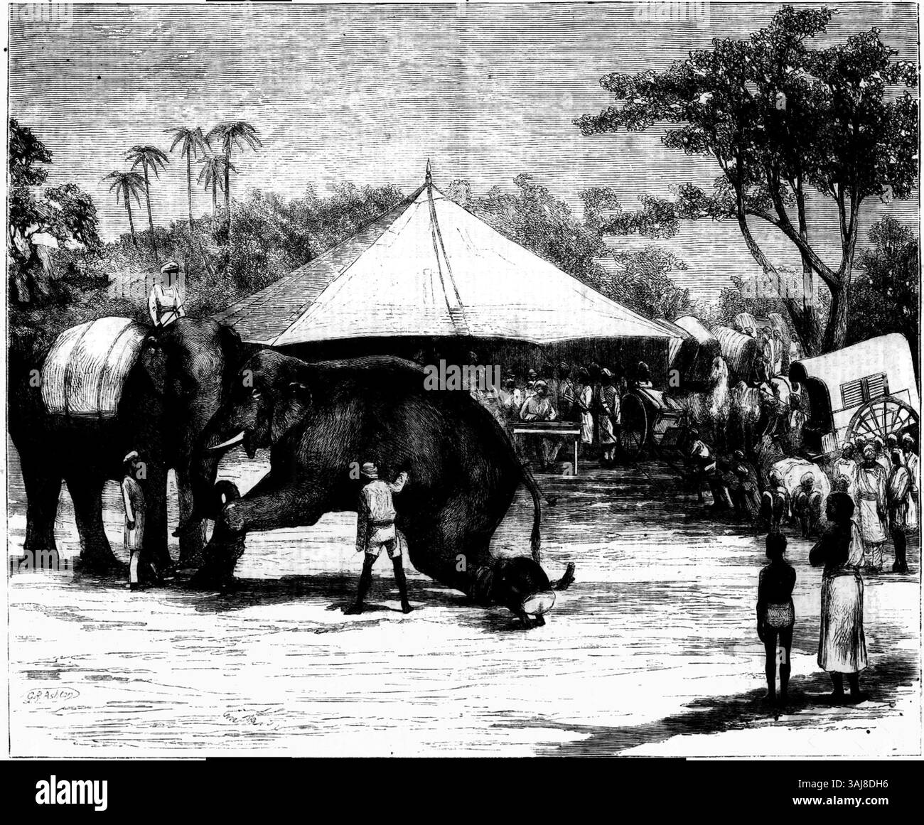 An illustration by George Ashton from 1875, depicting an elephant ...